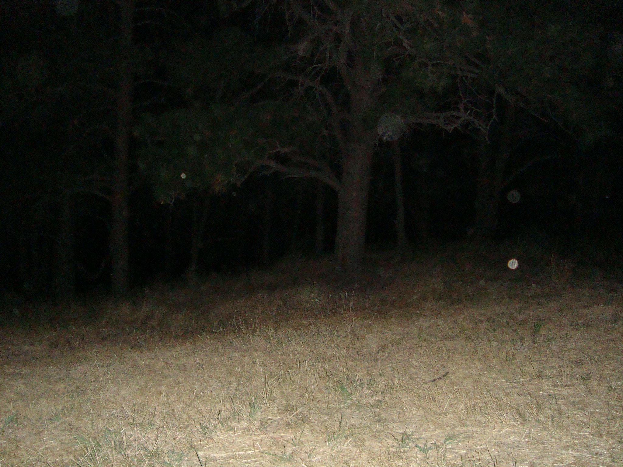 Magical Things … Like Orbs! | Female Warrior - The Toltec Path